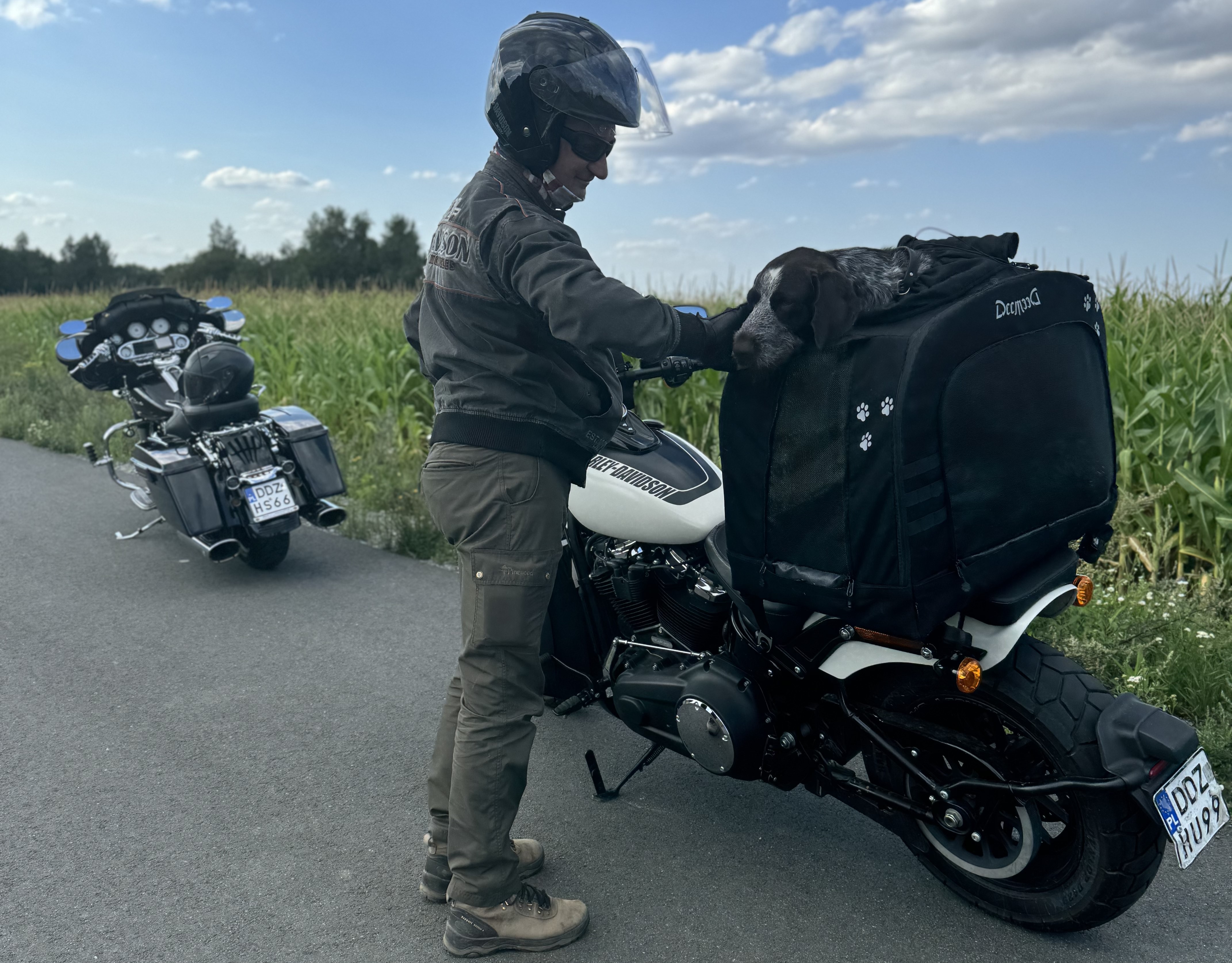 The Ultimate Guide to Traveling with Large Dogs on Motorbikes ...